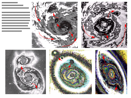 Cosmic structures and vortex model